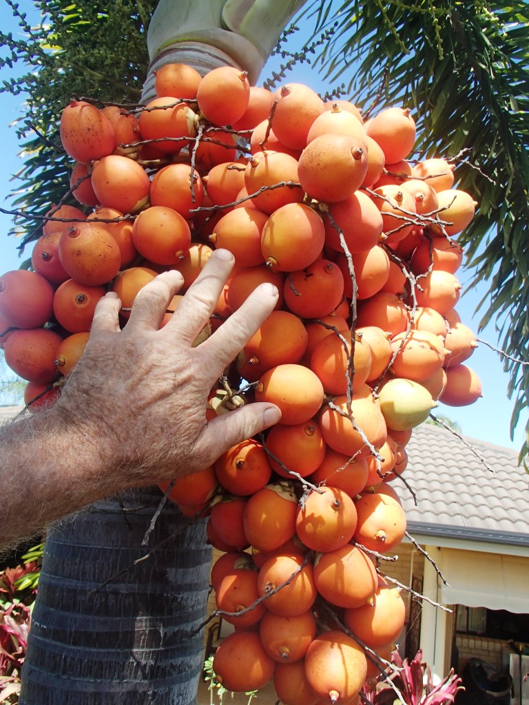 GIANT FOXTAIL PALM PLANT SEEDS 4 SALE ON LINE HERE IN OZ 5 Sunblest