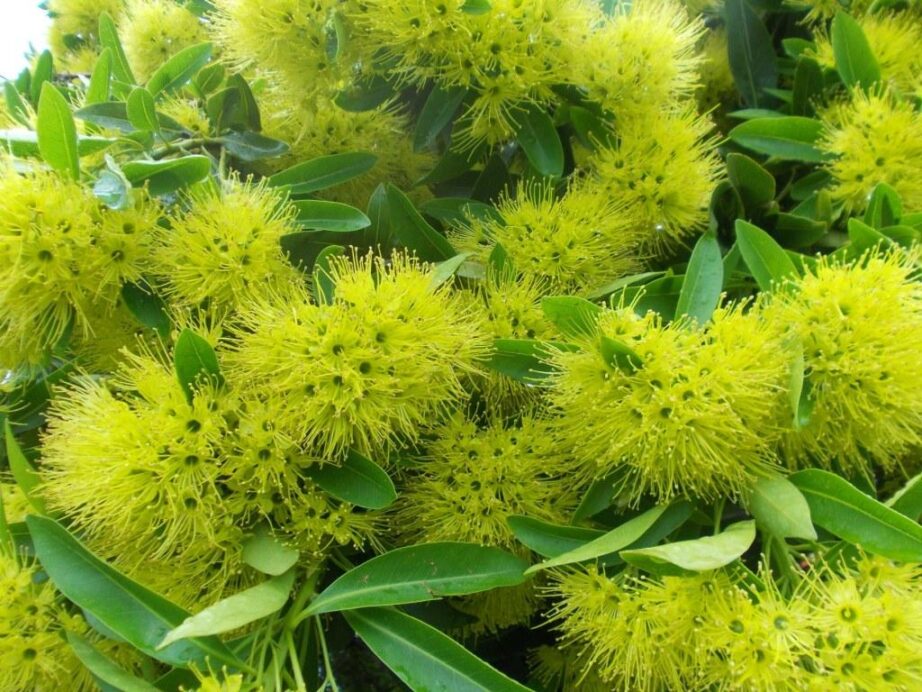 GOLDEN PENDA TREES IN GROW BAGS 4 SALE $55 OZ Xanthostemon chrysanthus ...