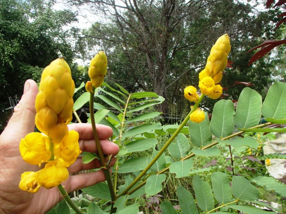 CANDLESTICK CASSIA SEEDS FOR SALE HERE ONLINE OZ $4 + PLANTS - Sunblest ...