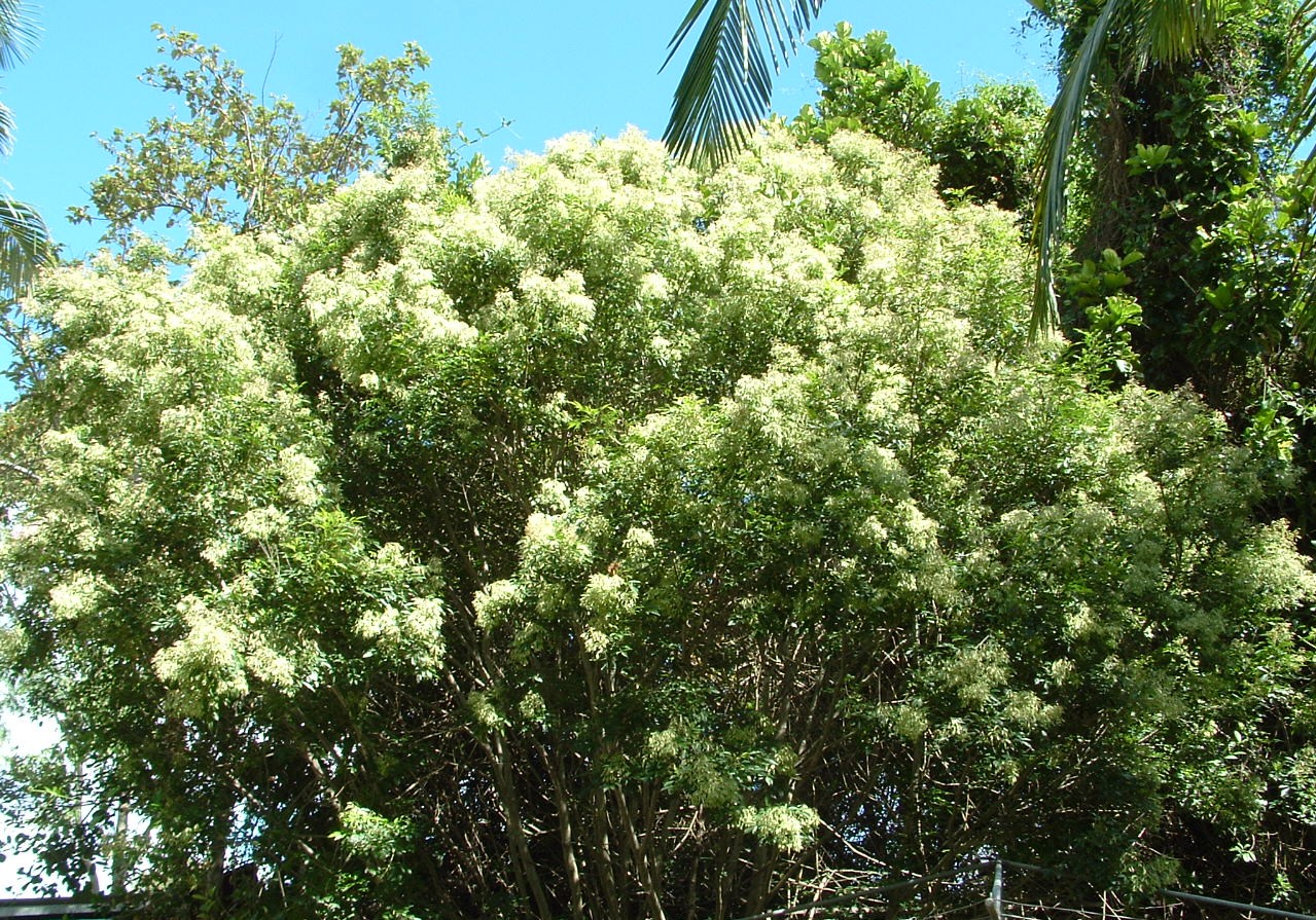 FLOWERING ASH TREES AROUND 2-3 METRES TALL IN GROWBAGS 4 SALE HERE ...