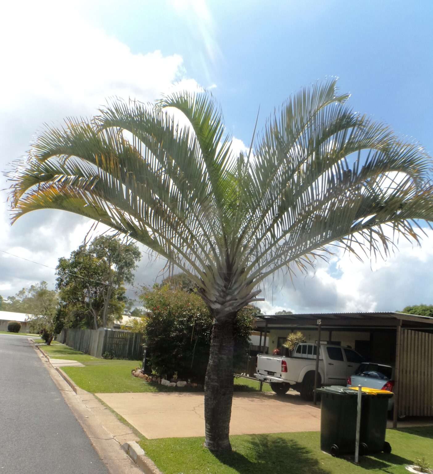 ADVANCED TRIANGLE PALMS 4 SALE EX-GROUND 4-6 M.TALL OZ HERE.$1k to ...