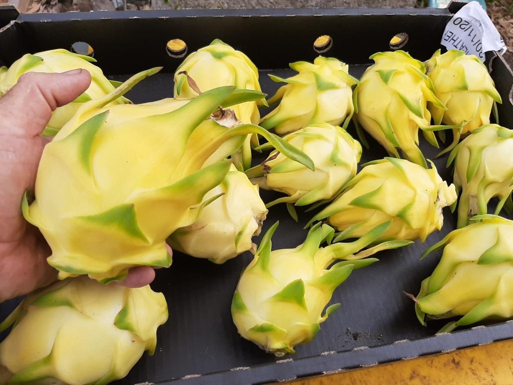 YELLOW ISIS DRAGON FRUIT SEEDS FOR SALE HERE ONLINE OZ $4 – Sunblest ...