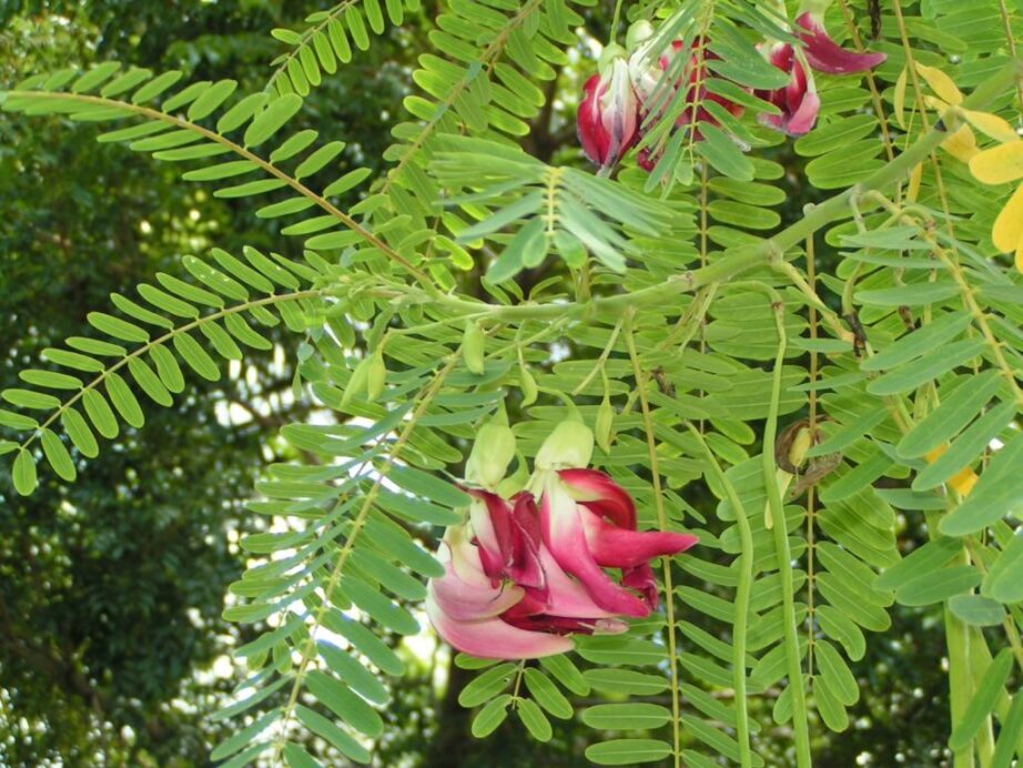 SESBANIA GRANDIFLORA TREE SEEDS 4 SALE HERE ONLINE OZ $4 + P/P ...