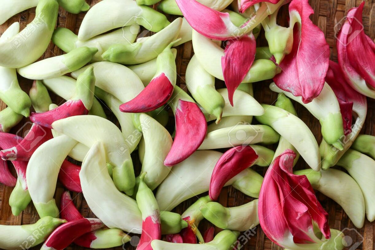 SESBANIA GRANDIFLORA TREE SEEDS 4 SALE HERE ONLINE OZ $4 + P/P ...
