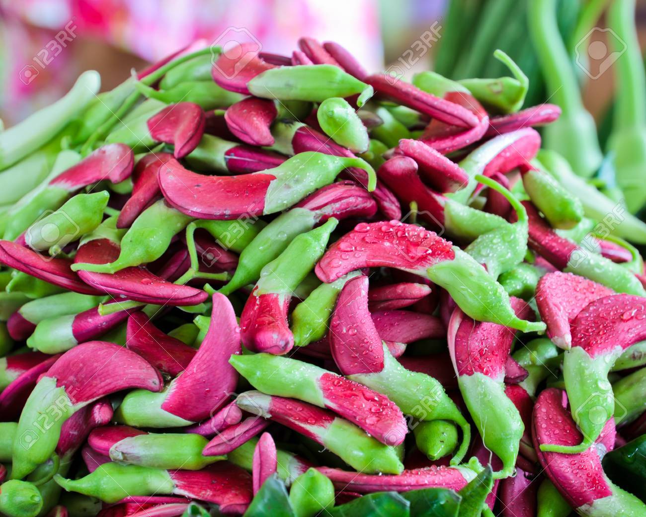 SESBANIA GRANDIFLORA TREE SEEDS 4 SALE HERE ONLINE OZ $4 + P/P ...