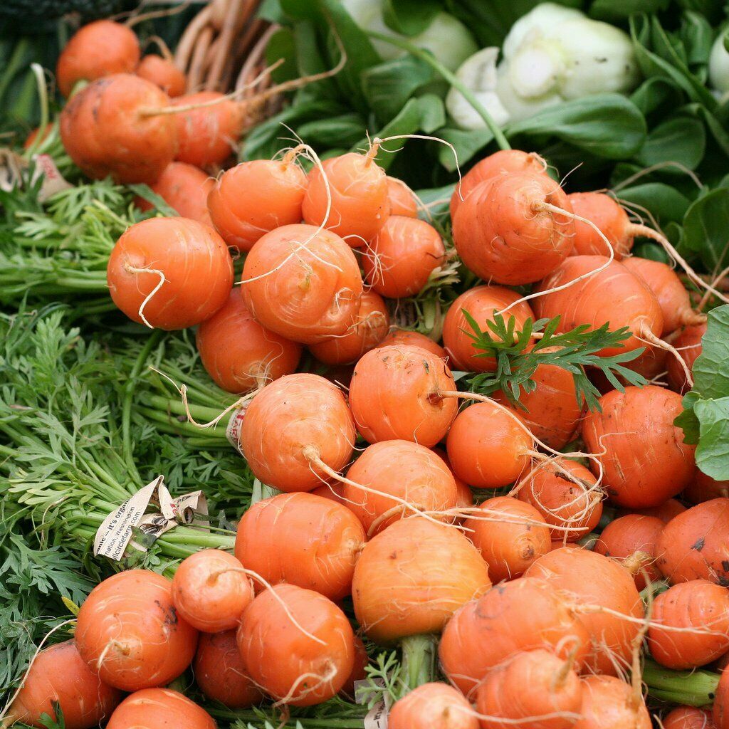 ROUND CARROT SEEDS FOR SALE HERE ONLINE OZ $4 – Sunblest Products