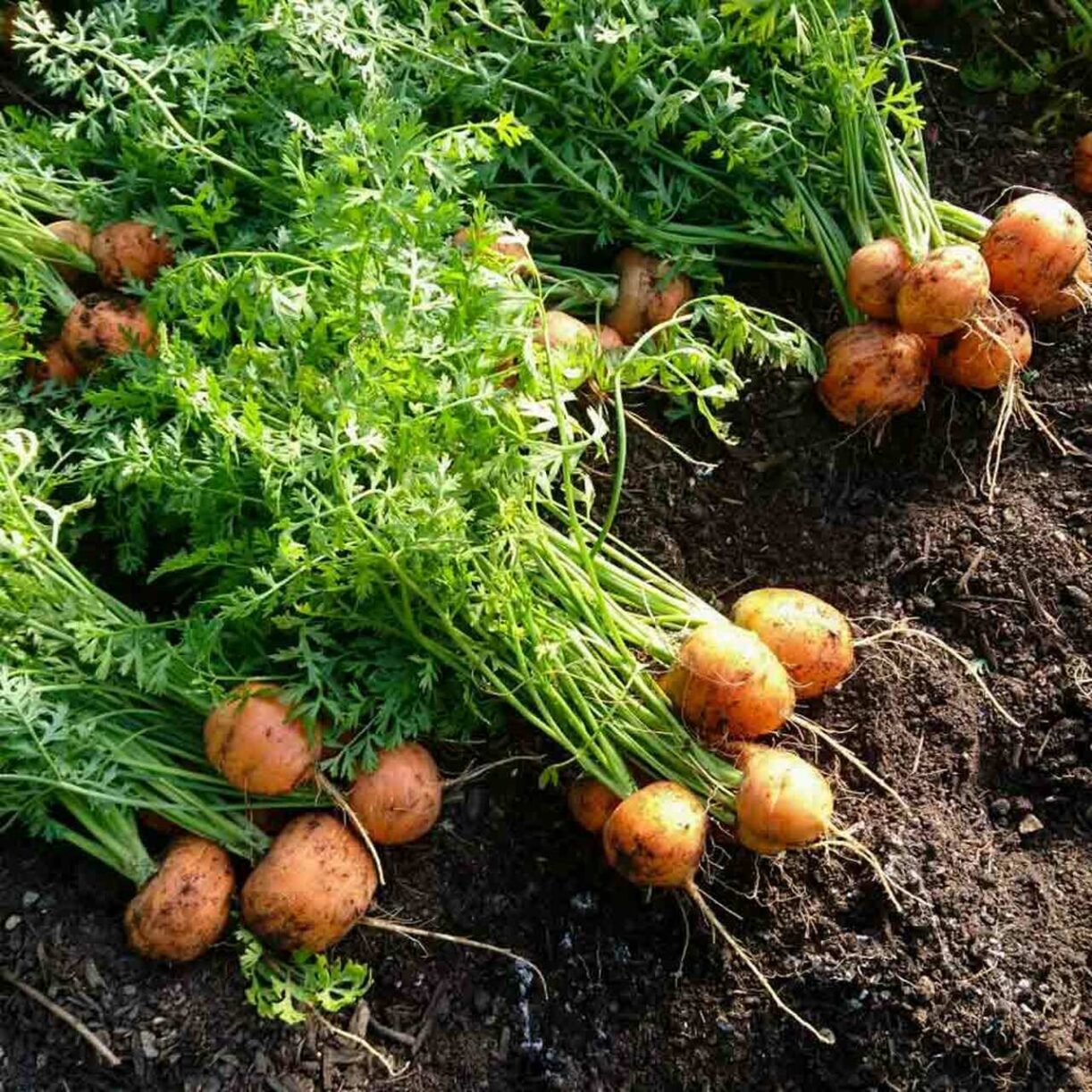 ROUND CARROT SEEDS FOR SALE HERE ONLINE OZ $4 – Sunblest Products