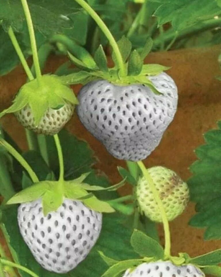 JAPANESE GIANT WHITE STRAWBERRY SEEDS 4 SALE HERE ONLINE OZ $8 + P/P ...