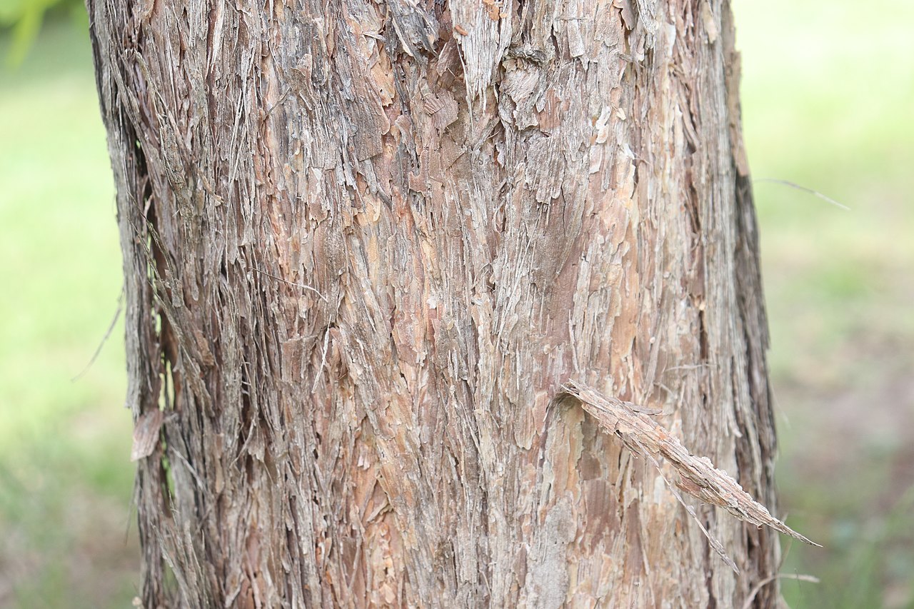 Lophostemon confertus (Qld Brush Box) tree in 45 litre growbags 4 sale ...