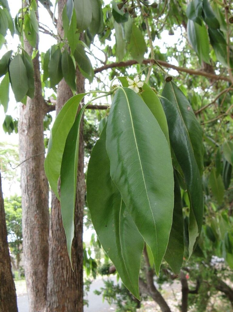 Lophostemon confertus (Qld Brush Box) tree in 45 litre growbags 4 sale ...