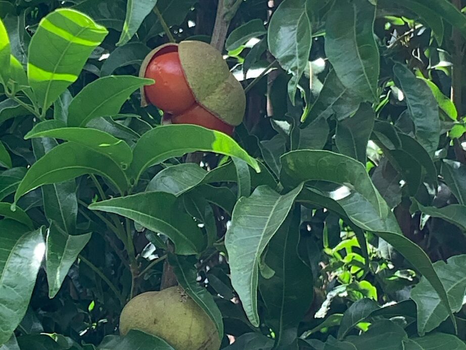SMALL LEAF TAMARIND TREES 4 SALE IN 45 LITRE GROWBAGS HERE OZ $138 ...