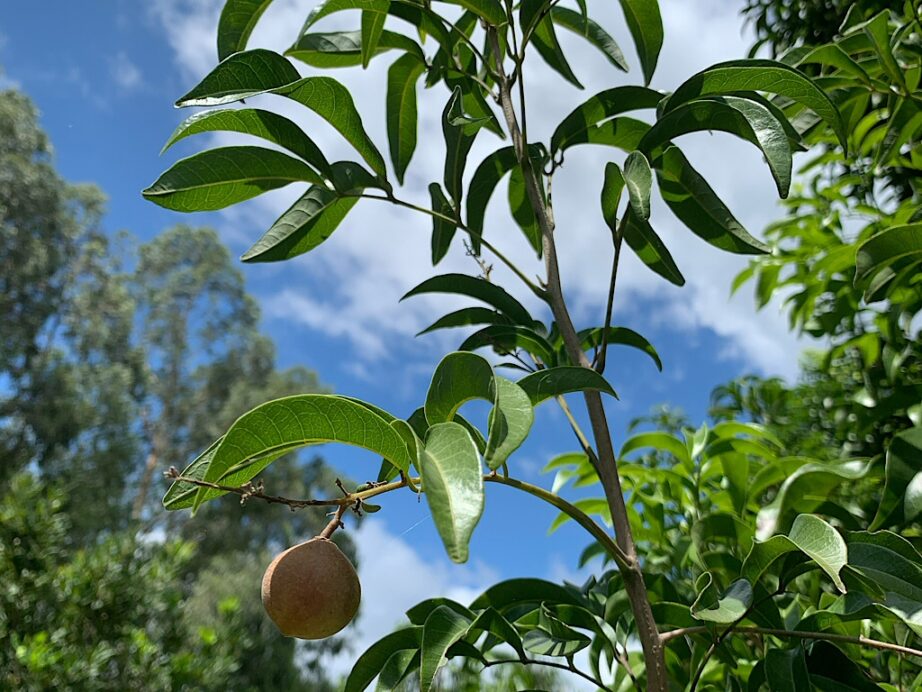 SMALL LEAF TAMARIND TREES 4 SALE IN 45 LITRE GROWBAGS HERE OZ $138 ...