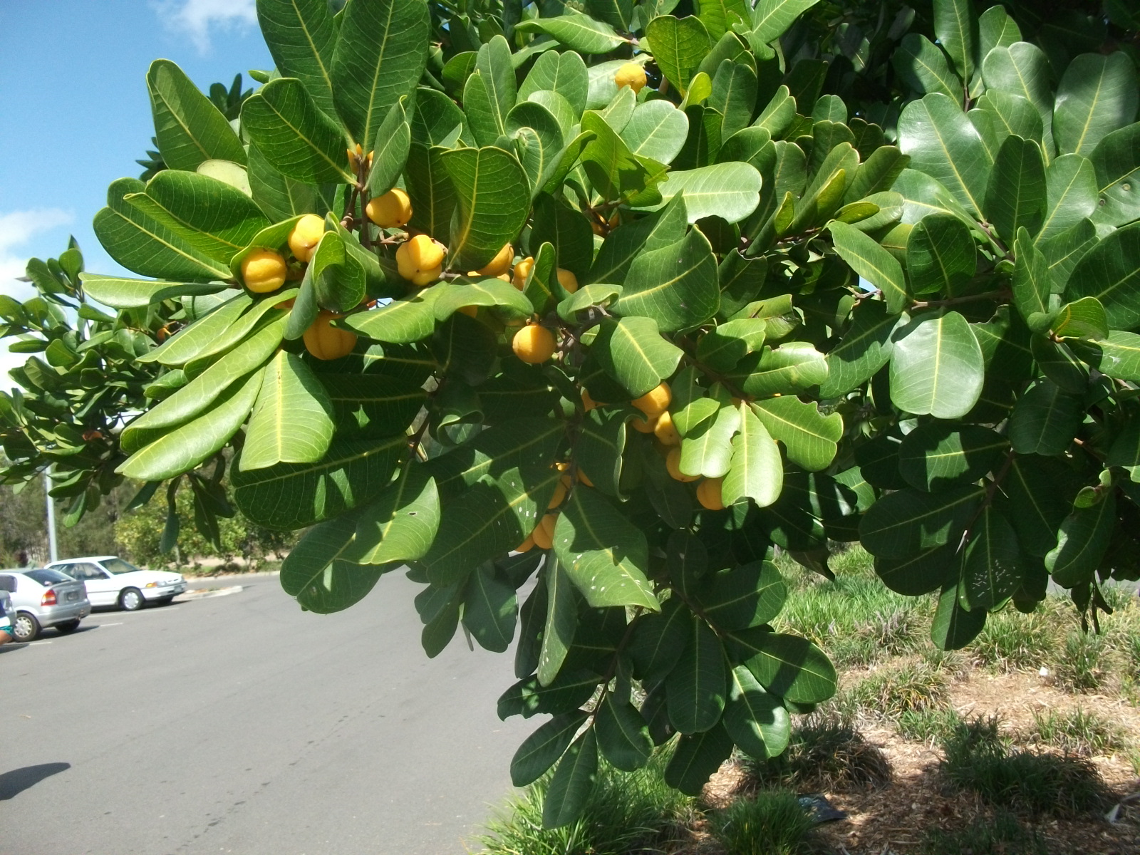 TUCKEROO NATIVE TREES ADVANCED IN GROWBAGS $55 TO $485 – Sunblest Products