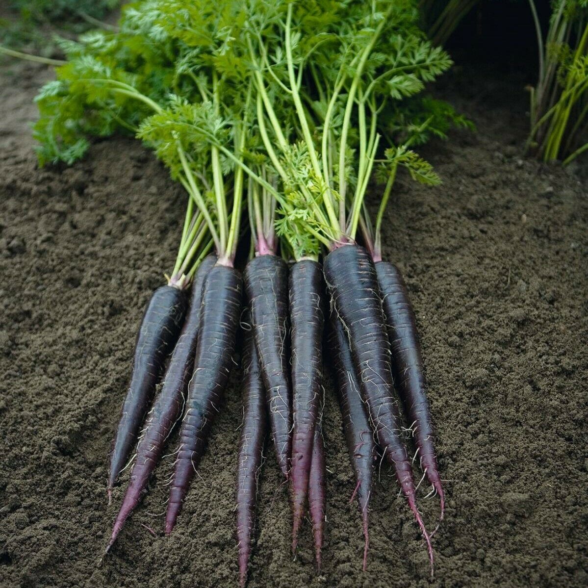 PURPLE DRAGON CARROT LONG ROOT VEGETABLE SEEDS 4 SALE $4 +P/P ...