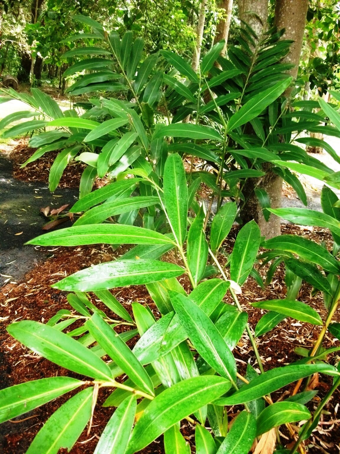 Alpinia caerulea Native Ginger, blue Seeds 4 sale OZ $4+p/p – Sunblest ...