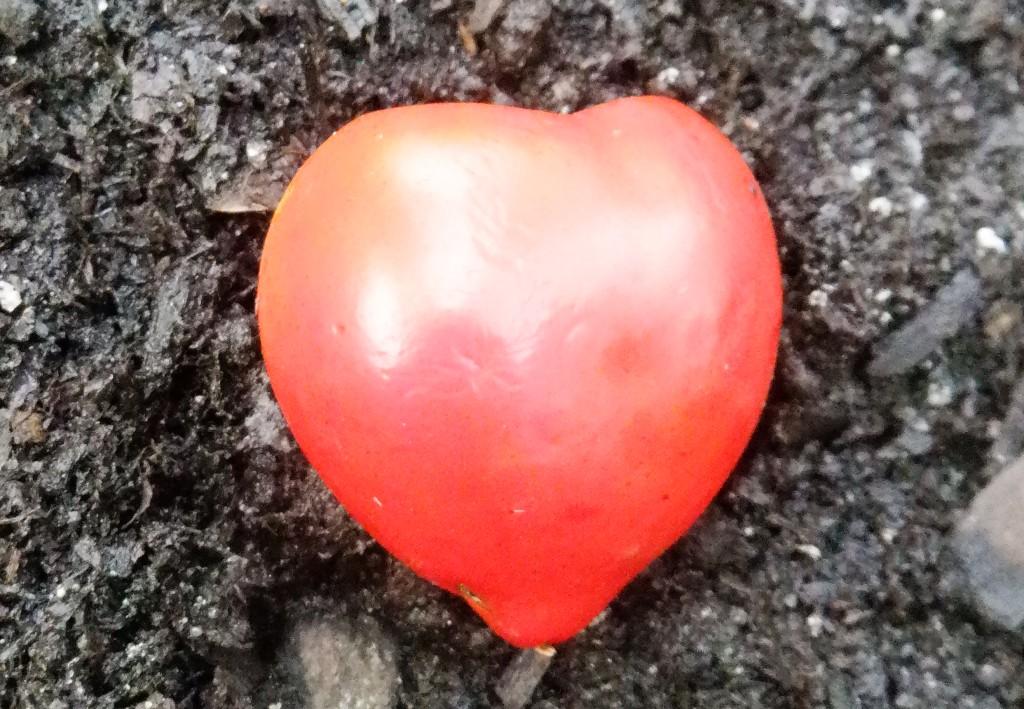 RED LOVE HEART SHAPED SUPER SWEET TOMATO SEEDS SELL OZ AT $4 +p/p ...