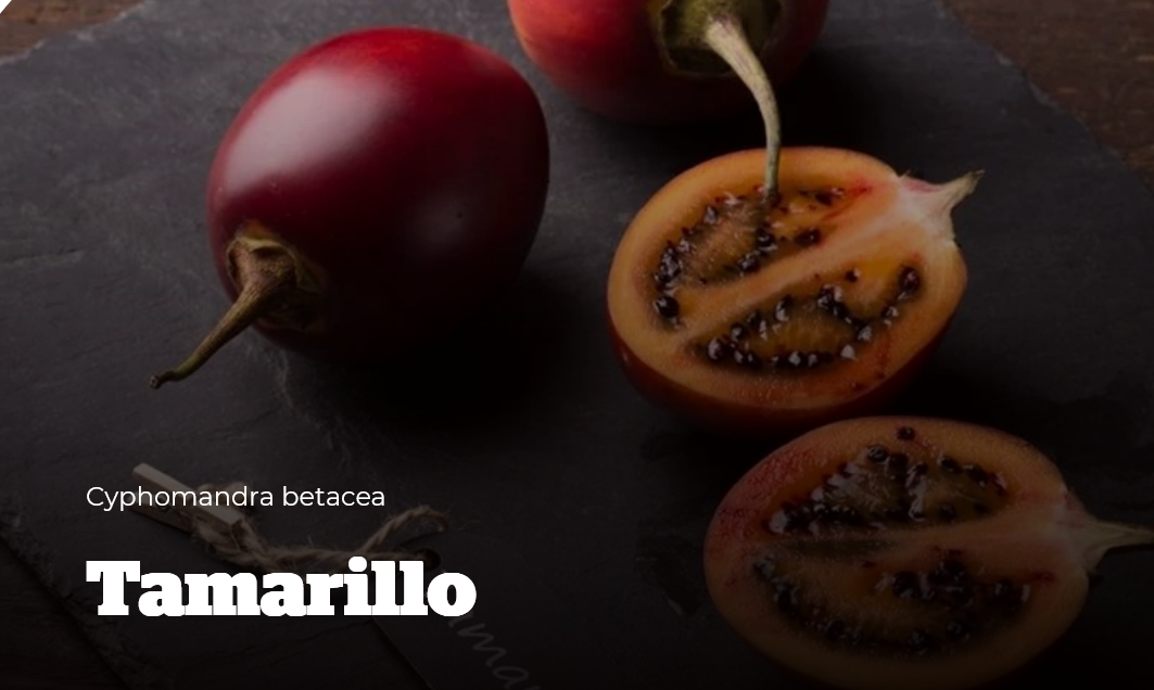 HOW TO GROW YOUR OWN TAMARILLO FRUIT TREE INFO ARTICLE GUIDE – Sunblest ...
