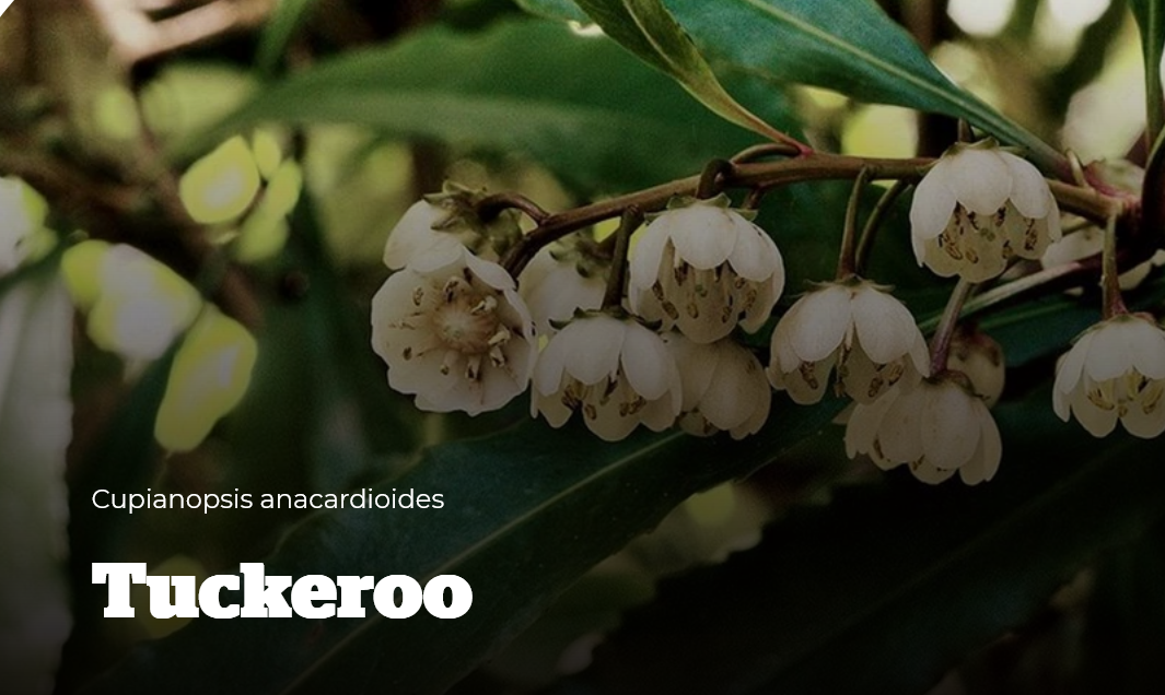 HOW TO GROW A TUCKEROO TREE INFO GUIDE ARTICLE – Sunblest Products