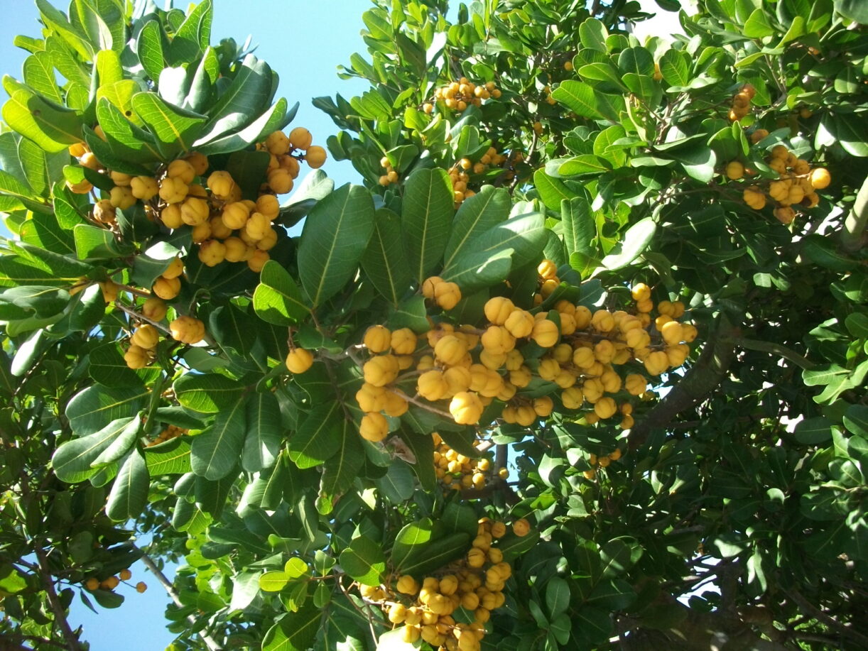 HOW TO GROW A TUCKEROO TREE INFO GUIDE ARTICLE – Sunblest Products