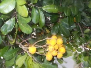 HOW TO GROW A TUCKEROO TREE INFO GUIDE ARTICLE – Sunblest Products