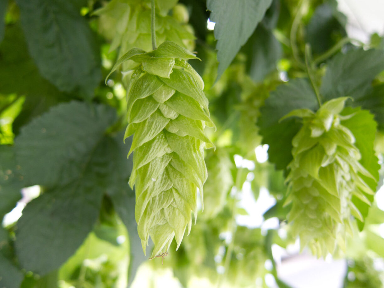 HOW TO GROW HOPS AT HOME TO MAKE YOUR FAVOURITE BEER BREW & TEAS VIDEOS ...