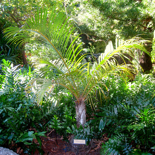 SPINDLE RARE PALM TREES IN 45 LITRE GROW-BAGS 4 SALE HERE QLD OZ ...