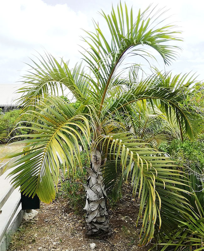 SPINDLE RARE PALM TREES IN 45 LITRE GROW-BAGS 4 SALE HERE QLD OZ ...