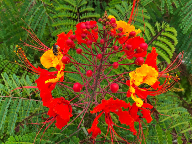 CAESALPINIA PULCHERRIMA -PRIDE OF BARBADOS- SEEDS 4 SALE QLD OZ $4+ P/P ...