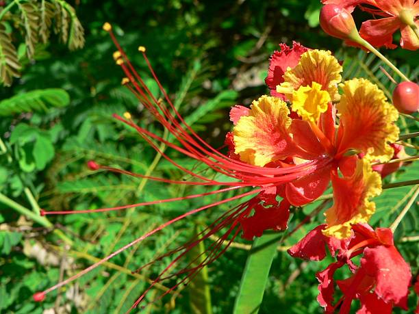 CAESALPINIA PULCHERRIMA -PRIDE OF BARBADOS- SEEDS 4 SALE QLD OZ $4+ P/P ...