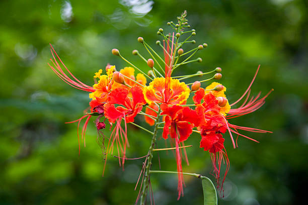 CAESALPINIA PULCHERRIMA -PRIDE OF BARBADOS- SEEDS 4 SALE QLD OZ $4+ P/P ...