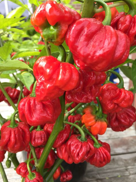 CAROLINA REAPER HOTTEST CHILLIE IN THE WORLD AGED DRIED CURED FLESH ...