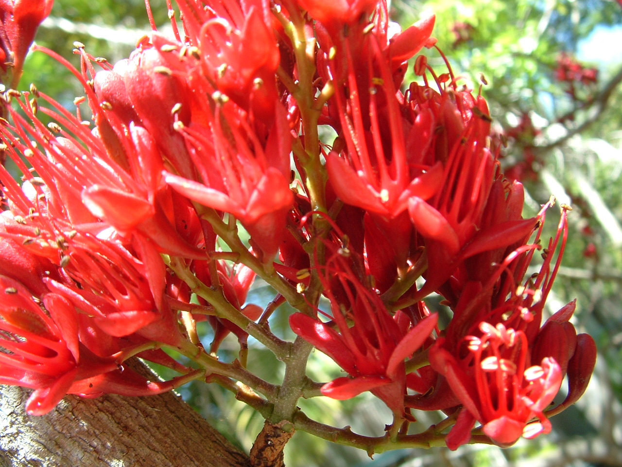 ADVANCED DRUNKEN PARROT TREES 3-4m IN GROW BAGS 4 SALE QLD OZ $ASK ...