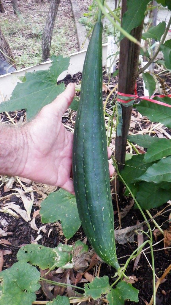 How to Grow Luffa Gourds Best Guide to Create Your Own Sponges. Info ...