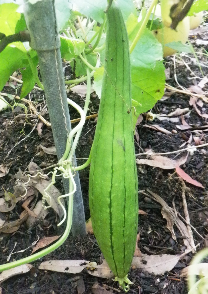 How to Grow Luffa Gourds Best Guide to Create Your Own Sponges. Info ...