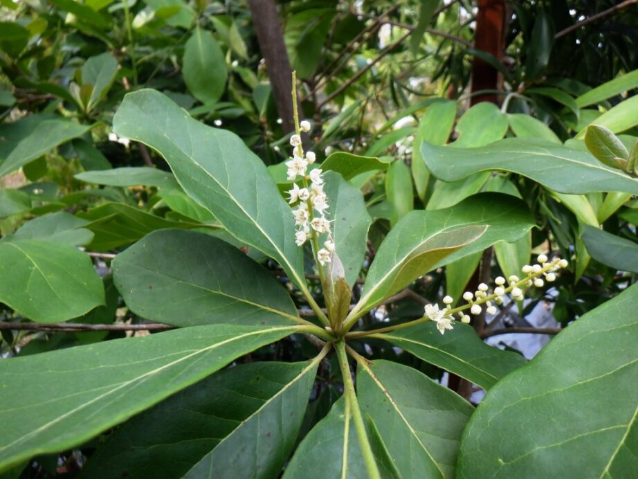 INDIAN TROPICAL SEA ALMOND TERMINALIA CATAPPA SEEDLING PLANTS 4 SALE ...