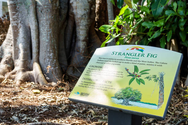 The Strangler Fig – An unbelievable killer info documentary,Advanced ...