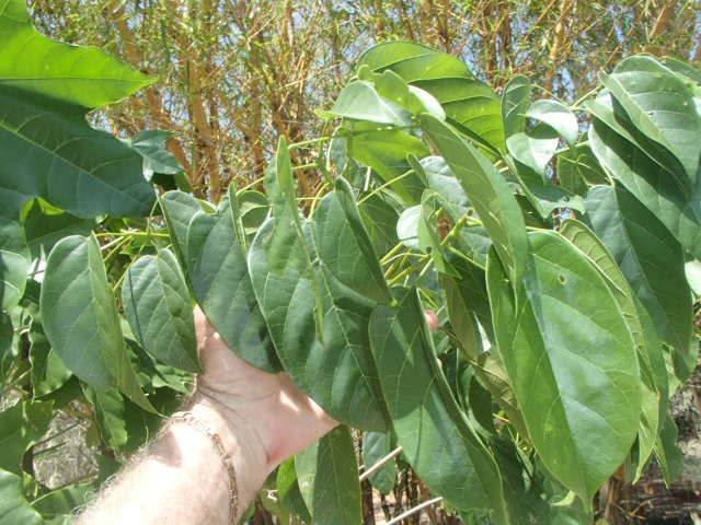 Sterculia quadrifida Peanut Tree Seedlings for sale here QLD OZ $10 ...
