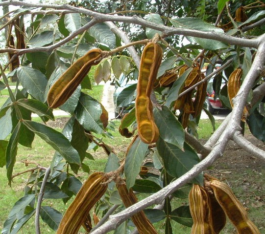 ICE-CREAM BEAN TREES 4 SALE HERE QLD OZ $ neg – Sunblest Products